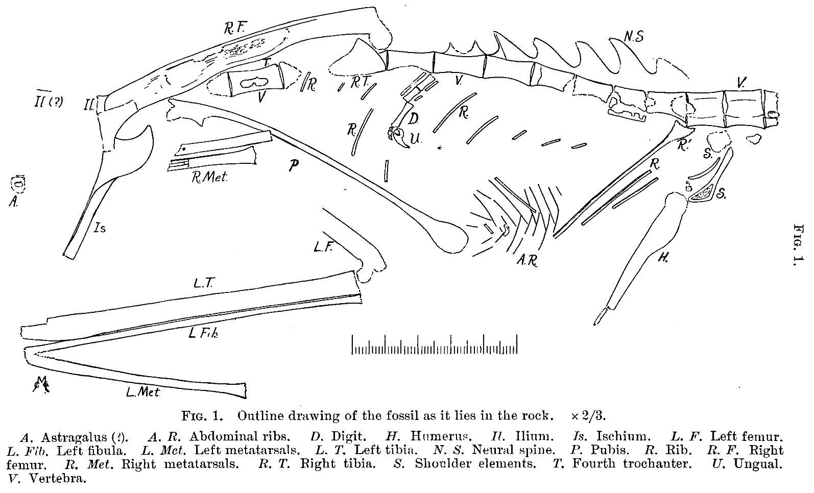 Mignon Talbot (1869-1950) - Geological Digressions